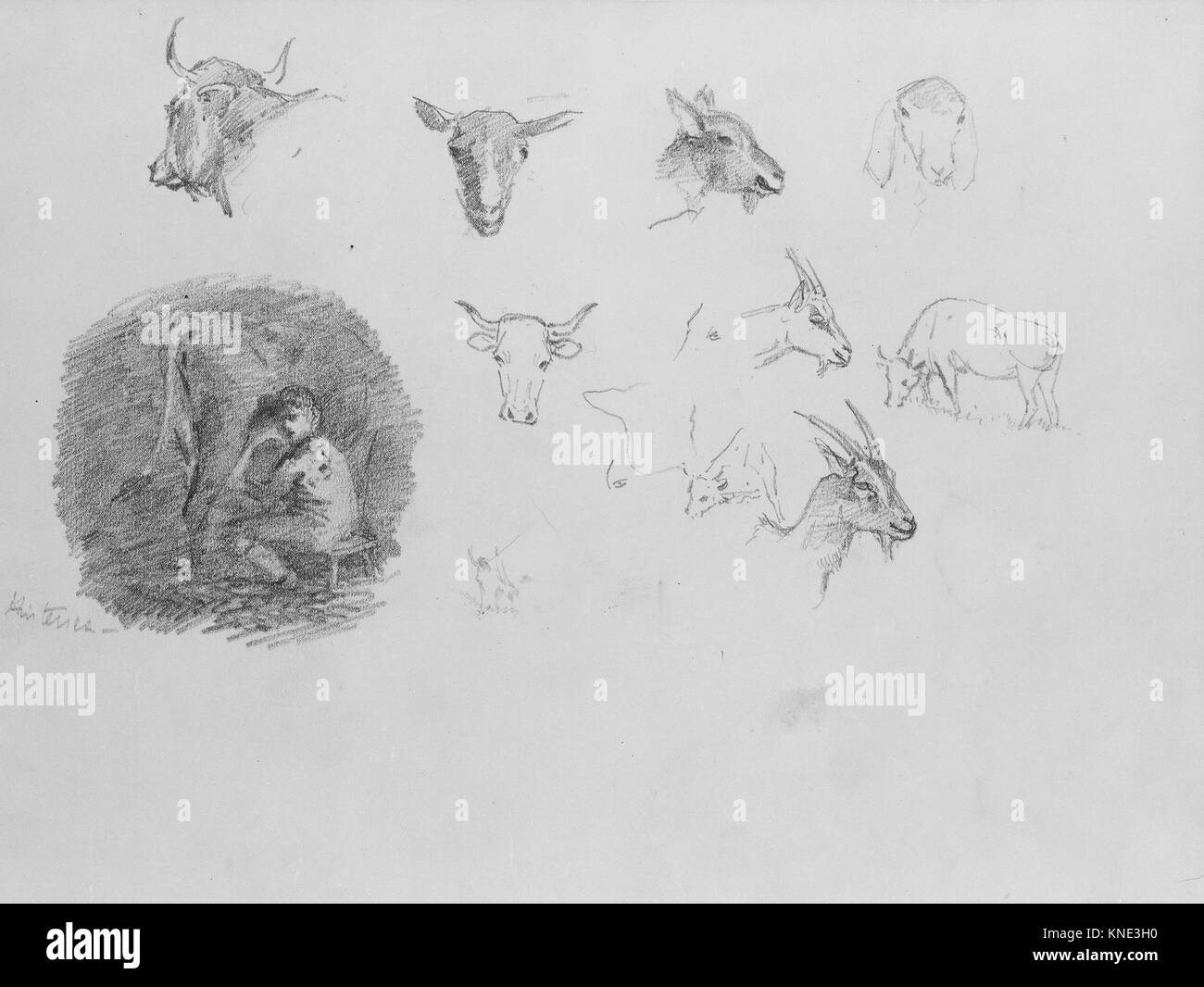 Boy with cows hi-res stock photography and images - Alamy