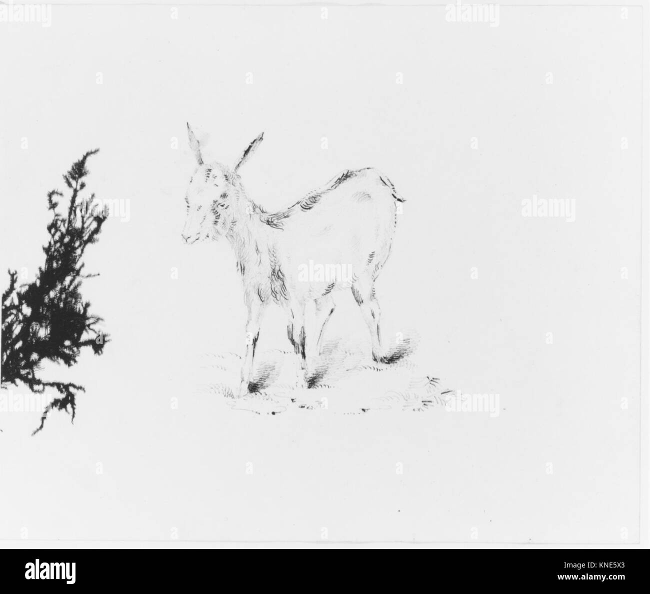 Goat anatomy drawing hi-res stock photography and images - Alamy