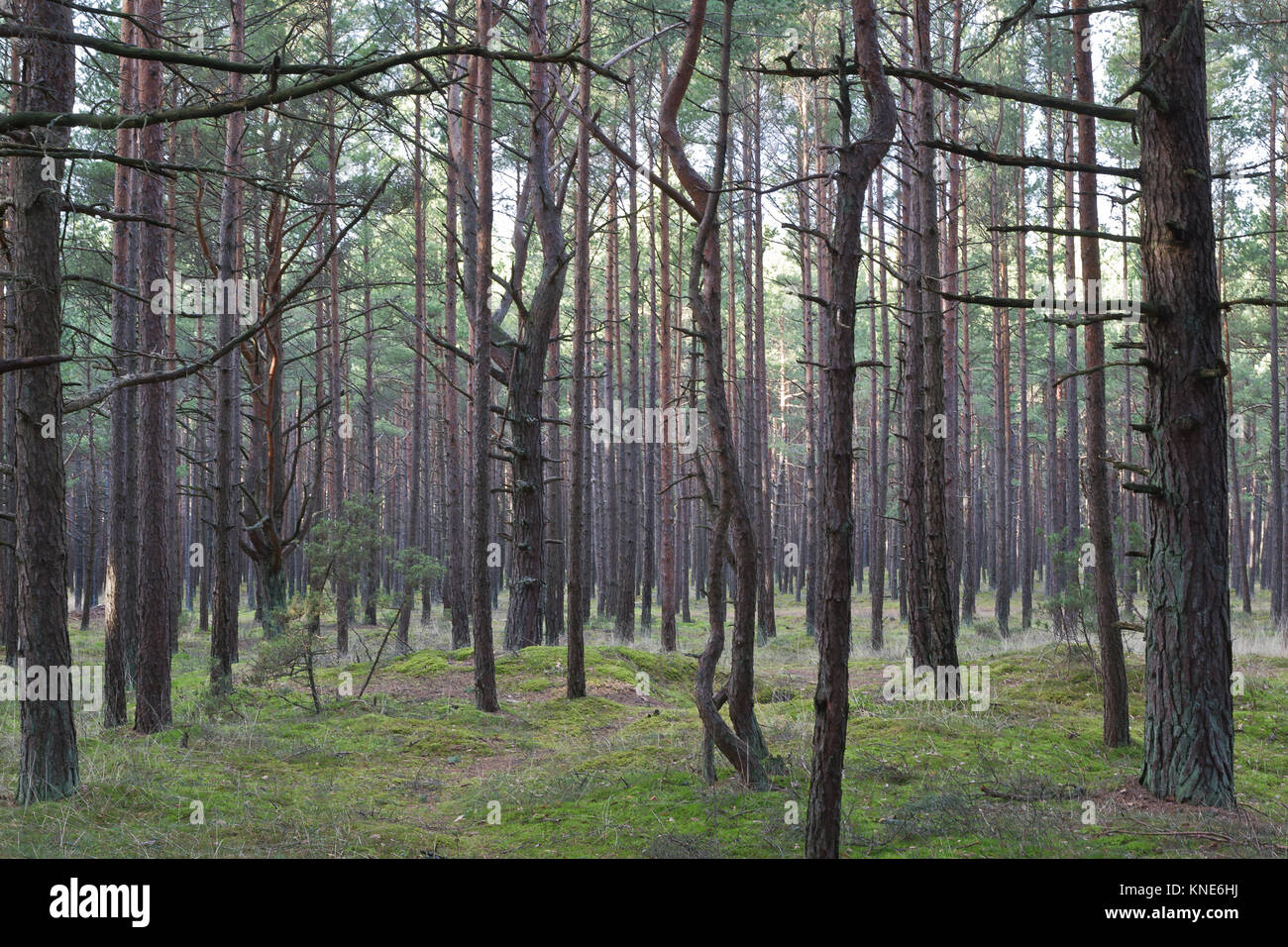Pine trees forest, Palanga, Lithuania Stock Photo - Alamy