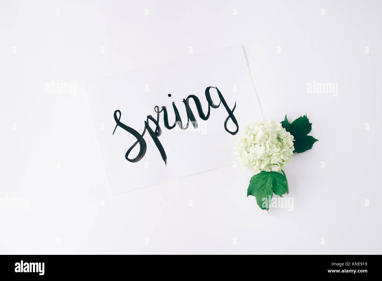 Handwritten word Spring and green flower on a white background top view ...