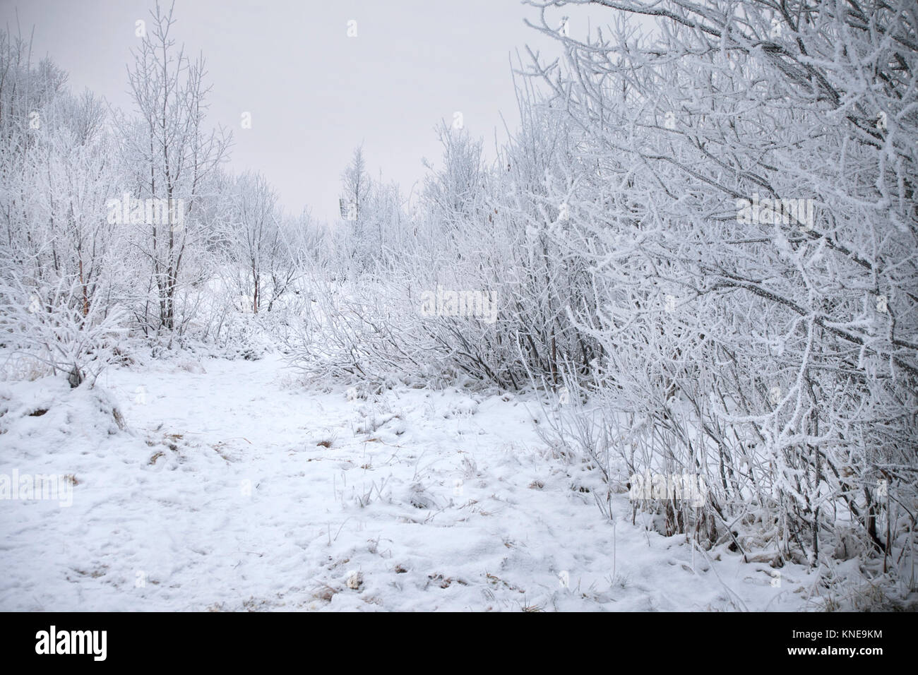 Winter trees covered with fluffy snow crystals Stock Photo - Alamy