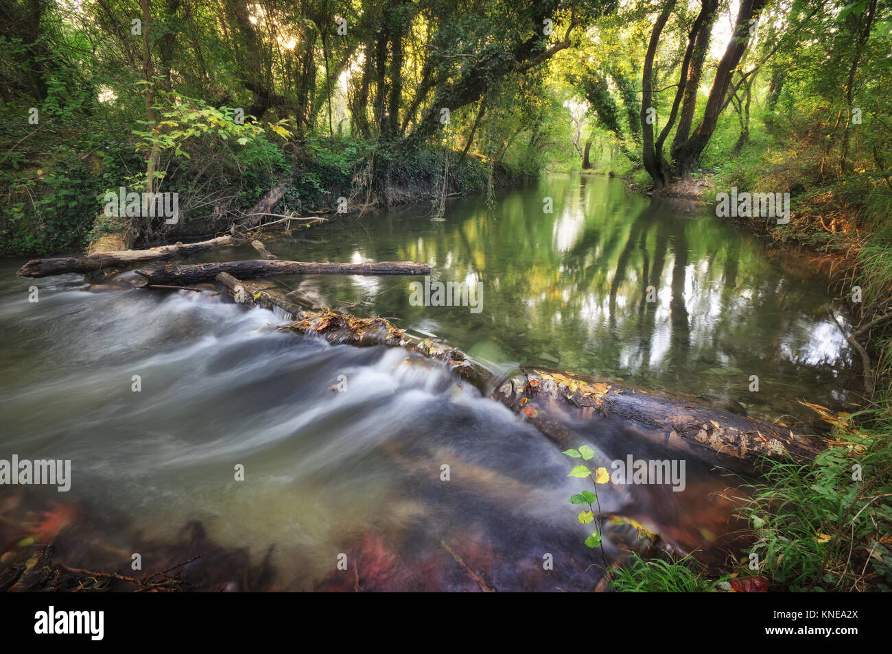 Creek in the forest hi-res stock photography and images - Alamy