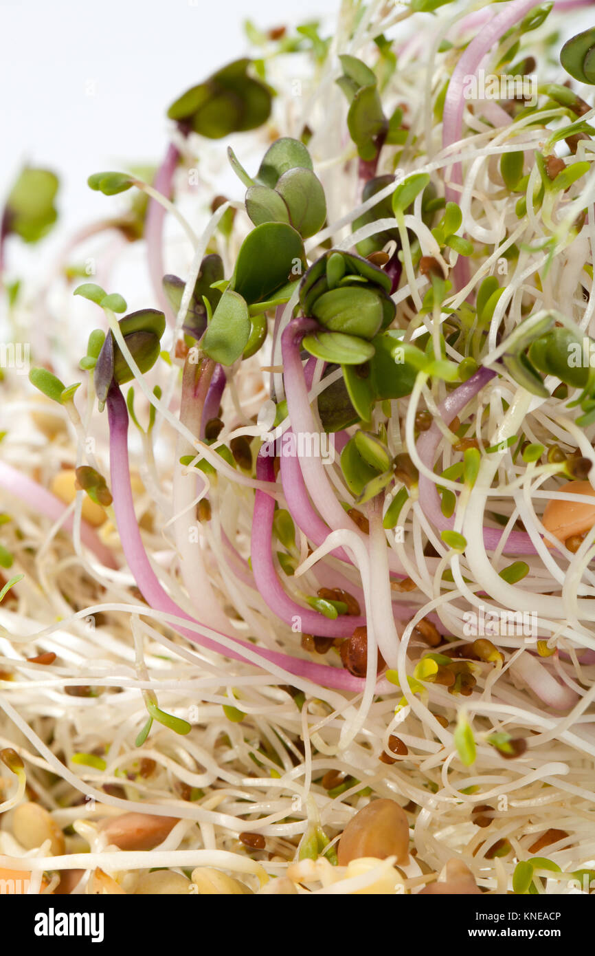 The healthy diet. Fresh sprouts isolated on white background Stock ...