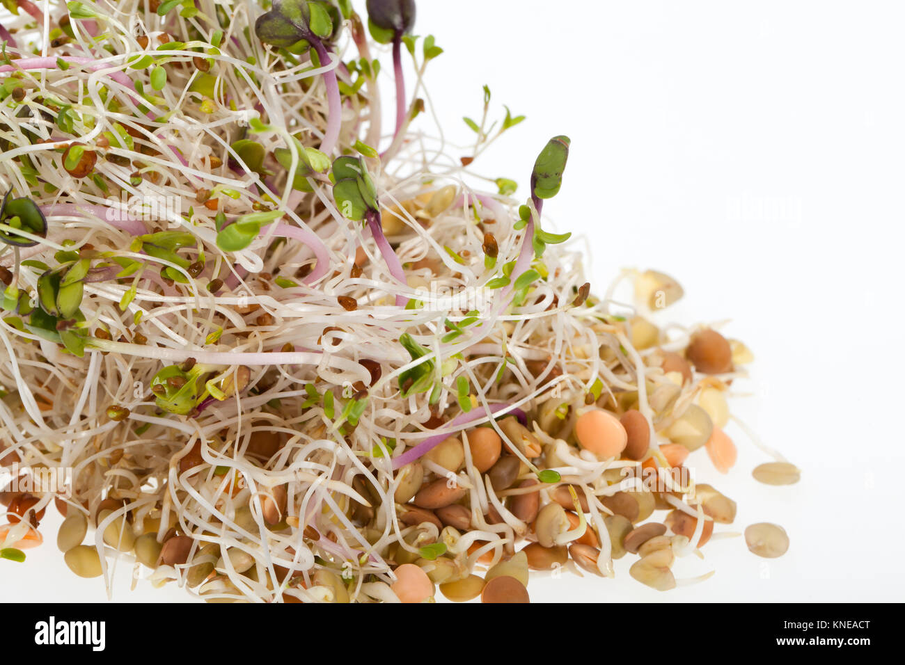 The healthy diet. Fresh sprouts isolated on white background Stock ...