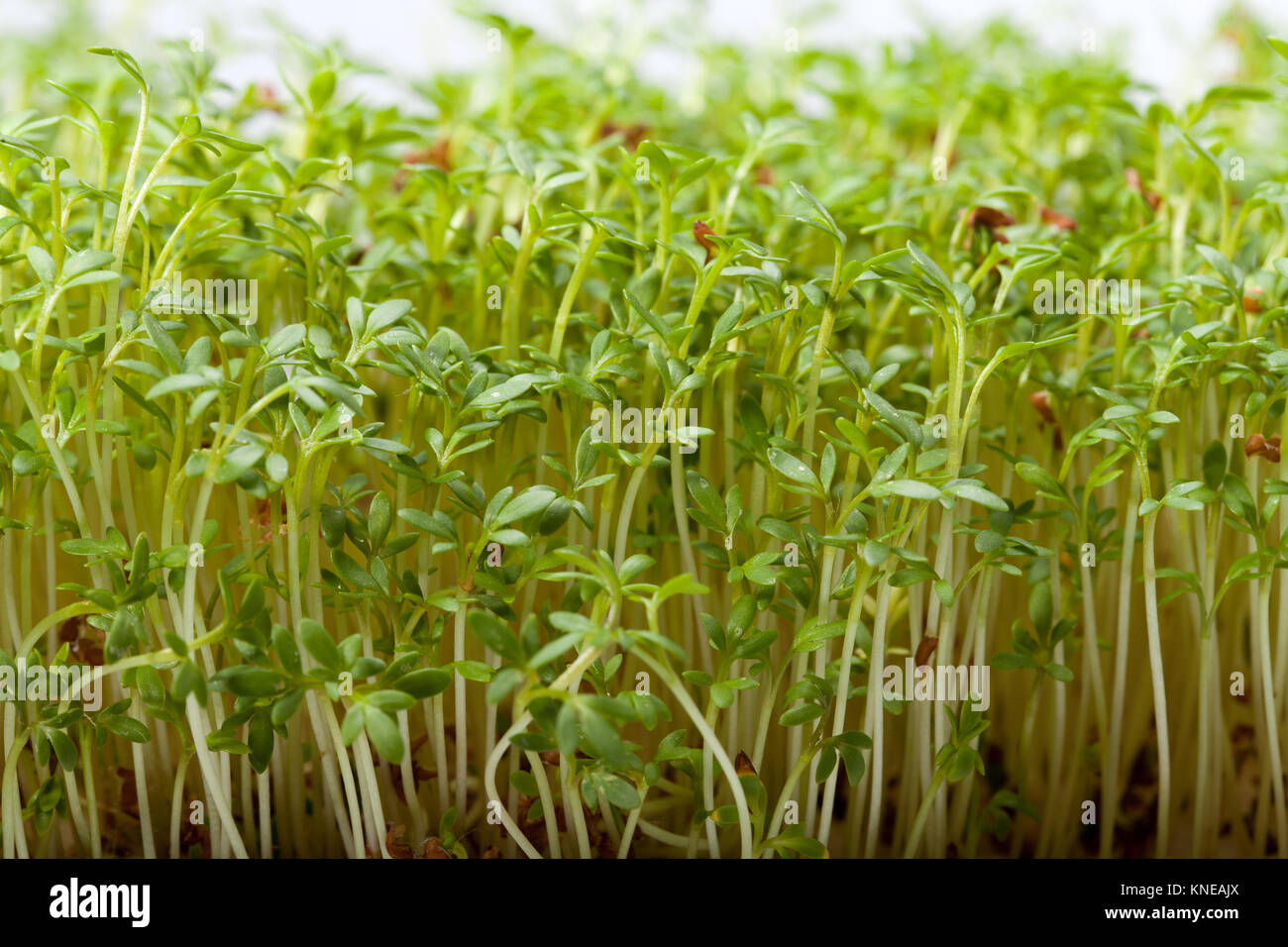 Cress seedlings isolated on white background Stock Photo - Alamy
