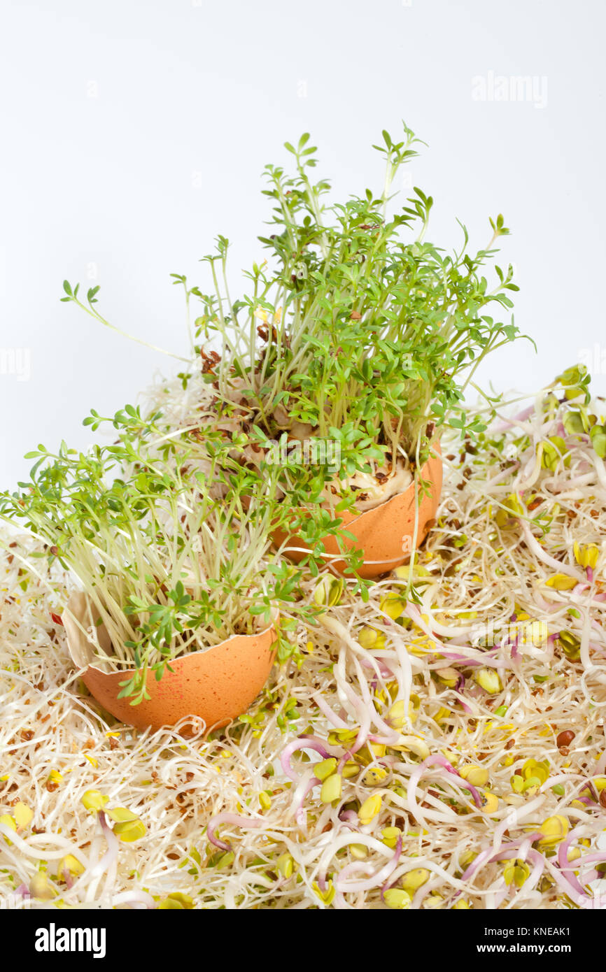 Fresh Alfalfa Sprouts and Spring Easter Egg Stock Photo - Alamy