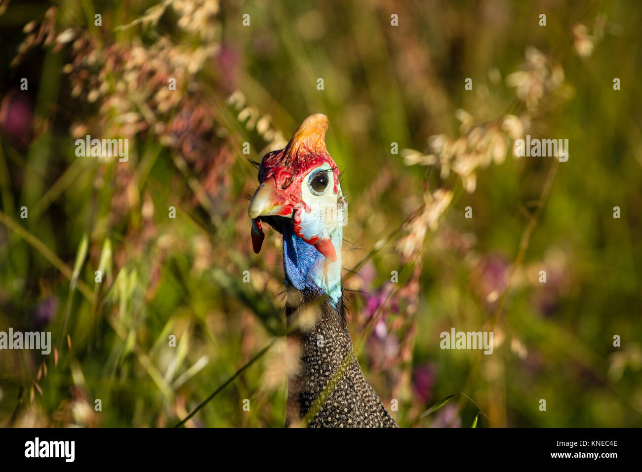 Helmeted guineafowl at bushes of Cape Town Stock Photo - Alamy