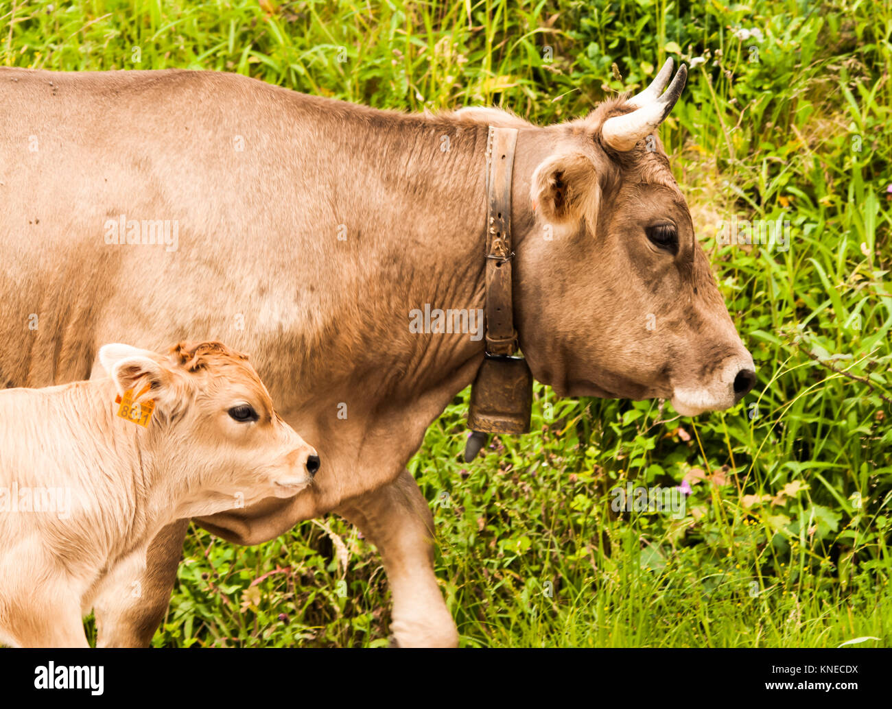 Wearing bells hi-res stock photography and images - Alamy