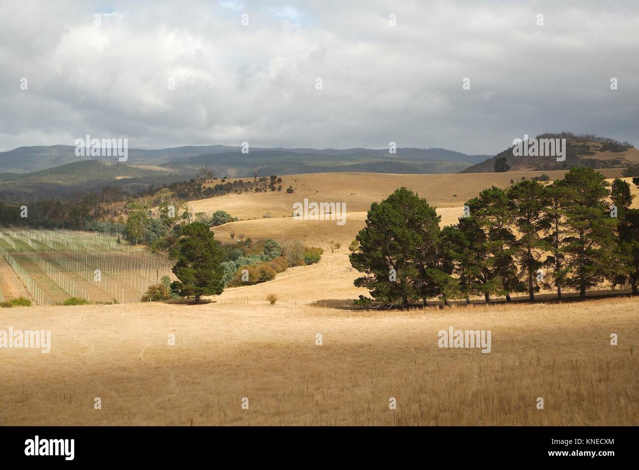 Valley in Tasmania Stock Photo - Alamy