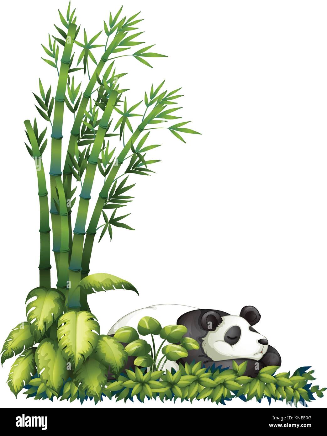 Illustration of a sleeping panda on a white background Stock Vector ...