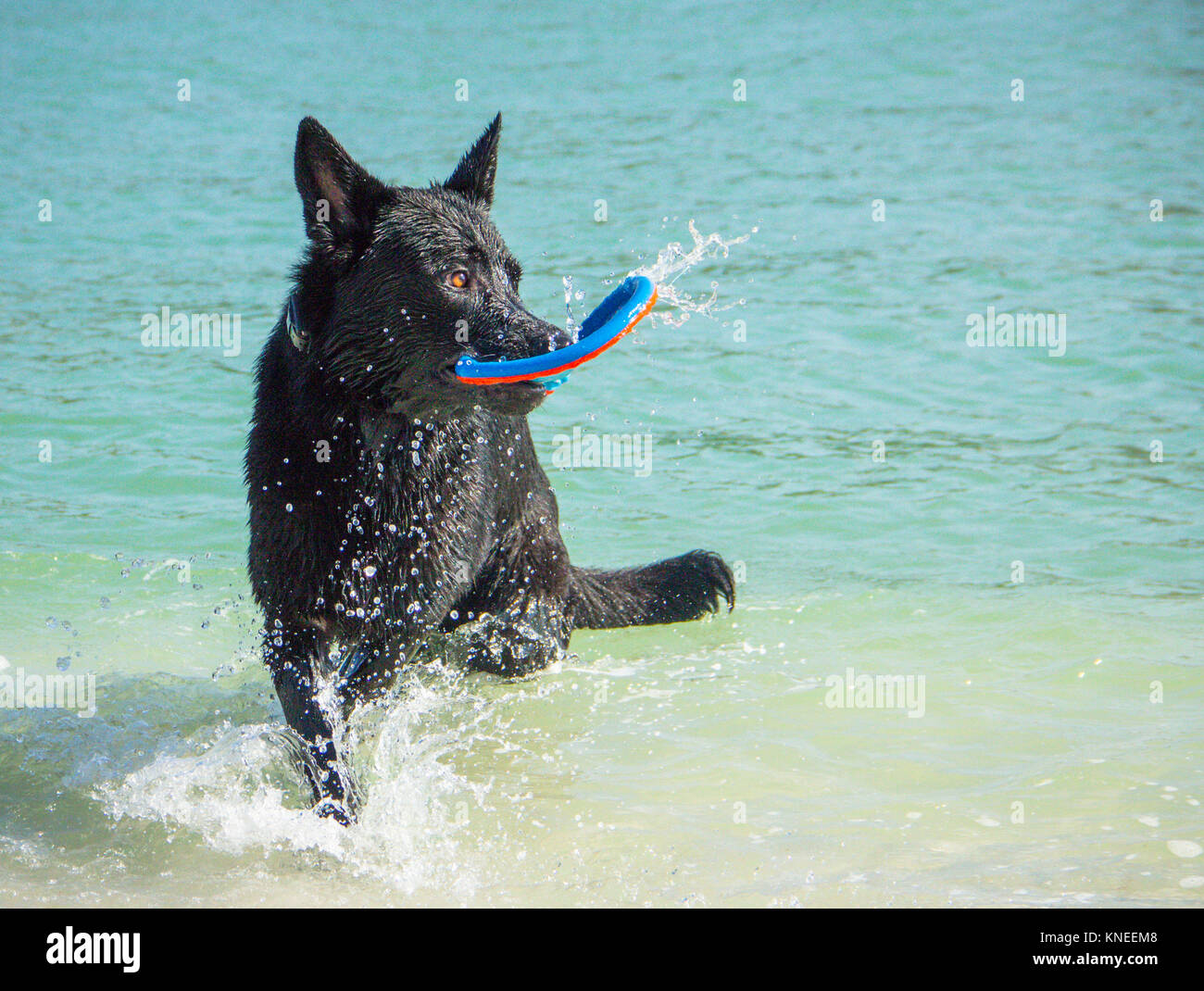 German shepherd dog playing in the sea with a plastic frisbee toy Stock ...