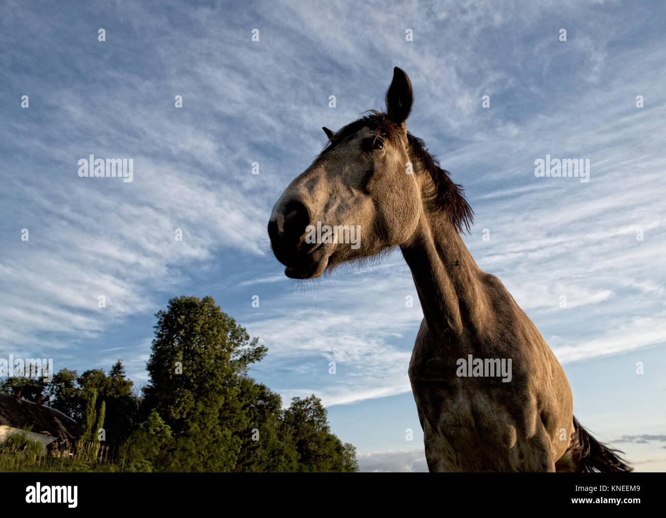 Low angle horse hi-res stock photography and images - Alamy
