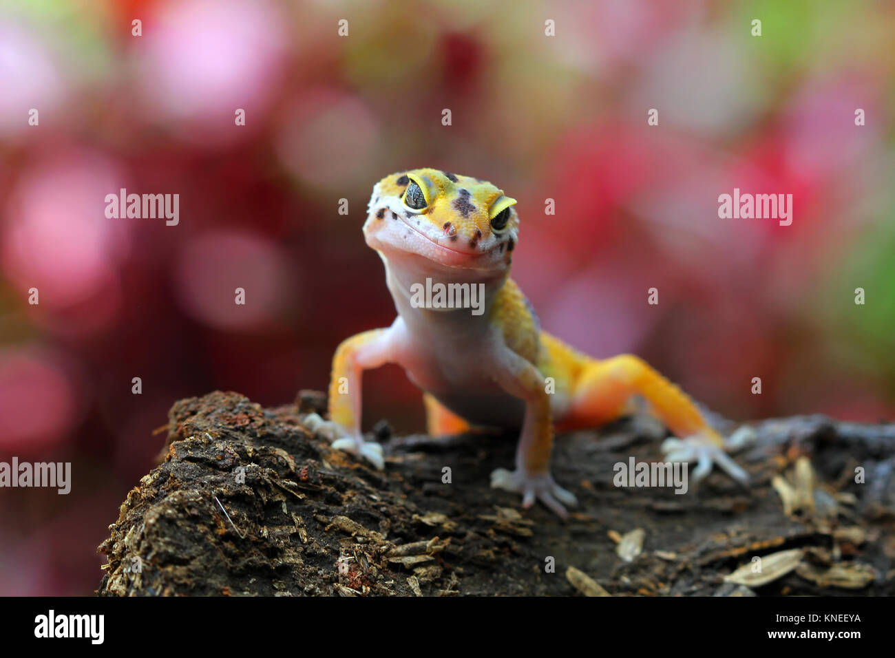 Lizard gecko hi-res stock photography and images - Alamy