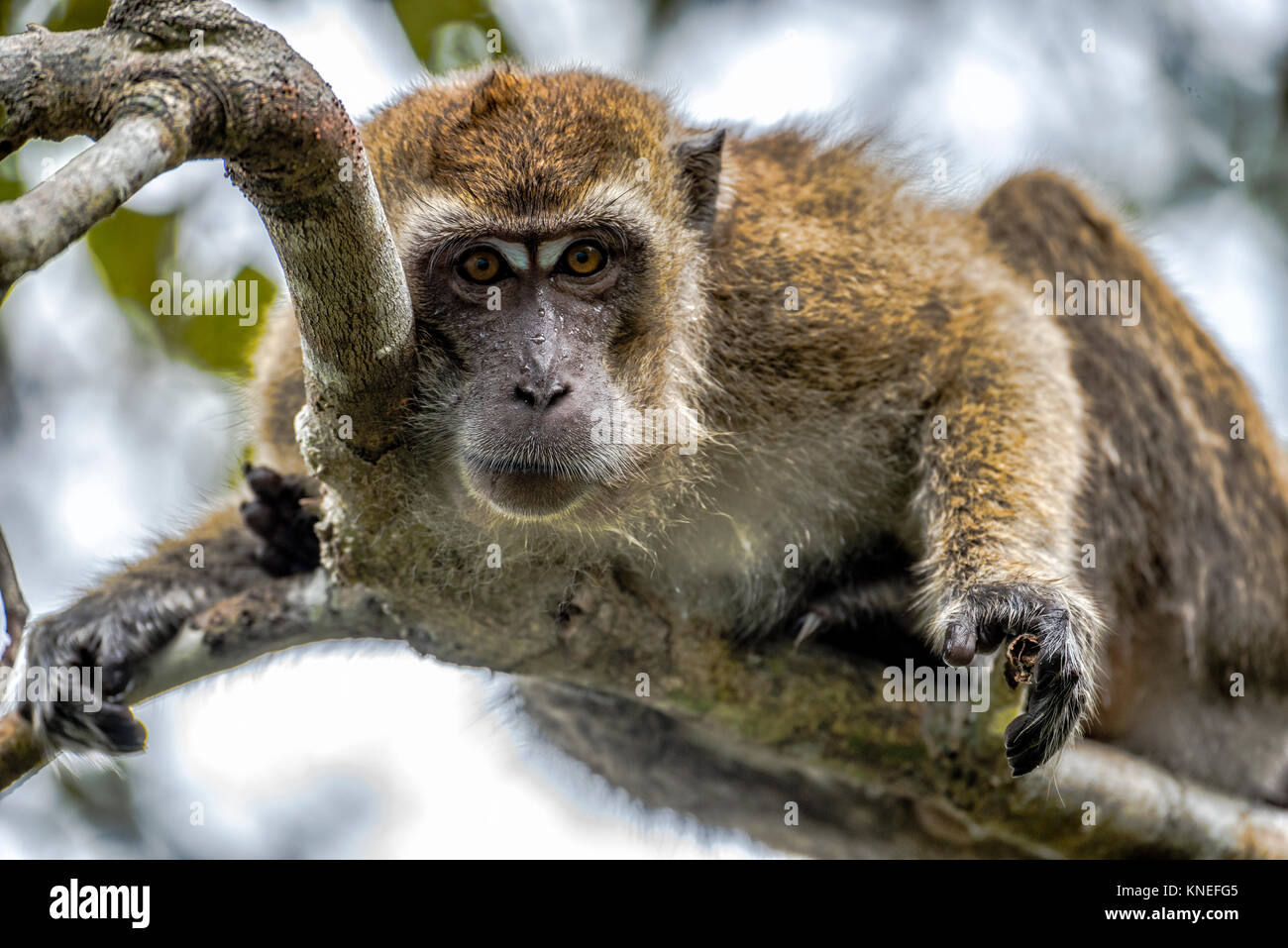 Long-tailed macaque (Macaca Fascicularis) sitting in a tree, Borneo ...