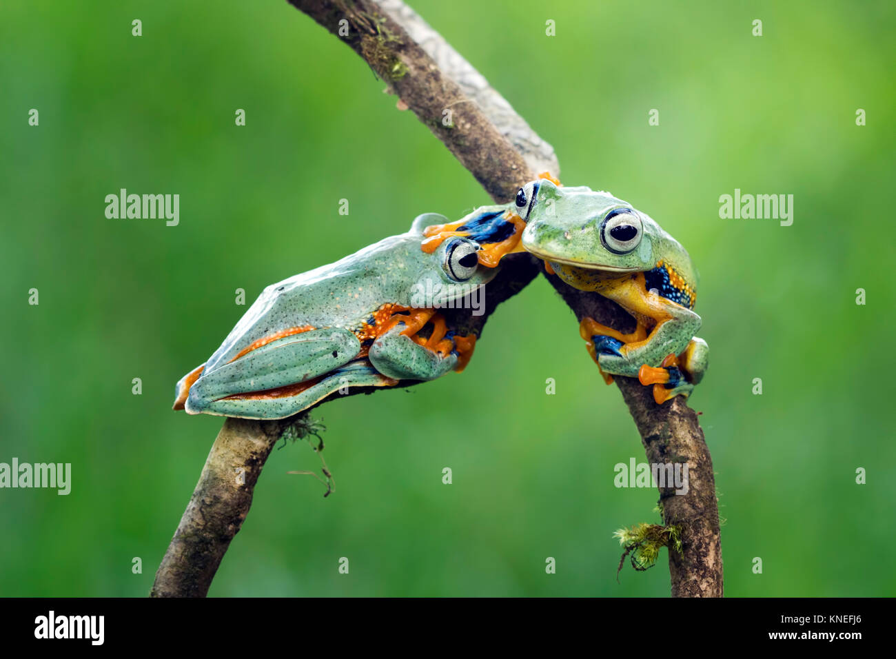 Two tree frogs on branches Stock Photo - Alamy