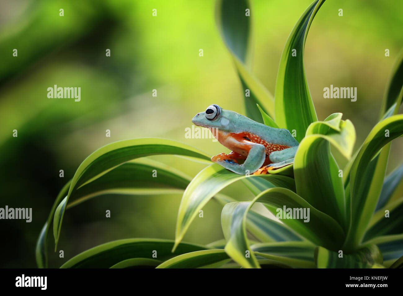 Tree frog sitting on a leaf Stock Photo - Alamy