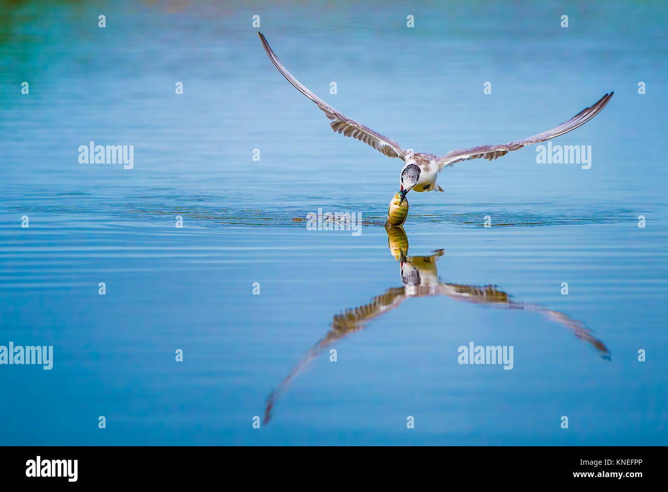 Bird Catching High Resolution Stock Photography and Images - Alamy