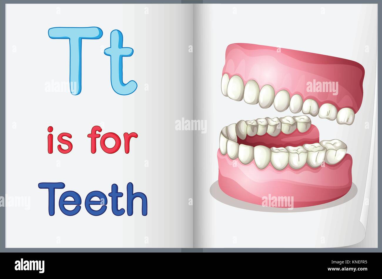 Illustration of teeth in a book on a white background Stock Vector ...