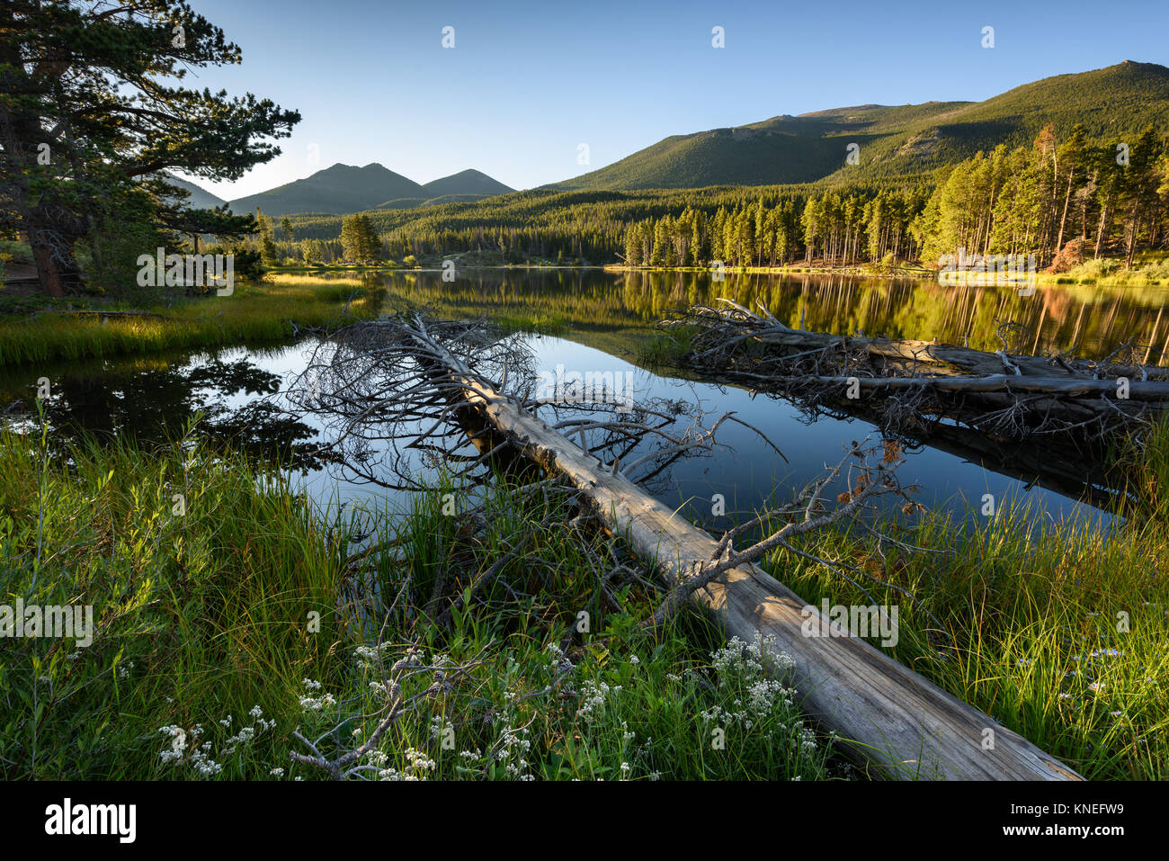 Fallen tree, Sprague Lake, Estes Park, Colorado, United States Stock ...