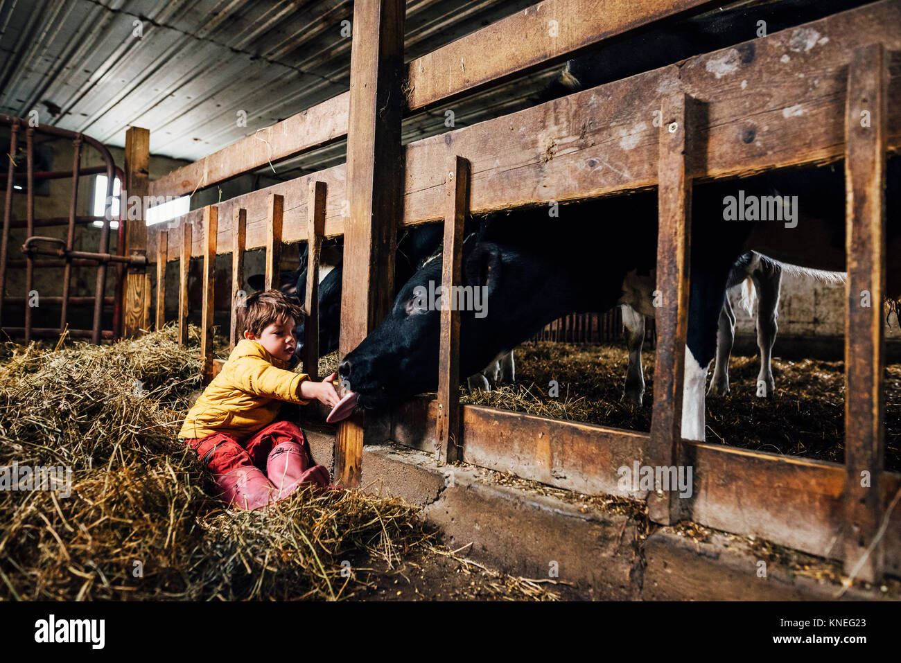 Human cow hi-res stock photography and images - Alamy