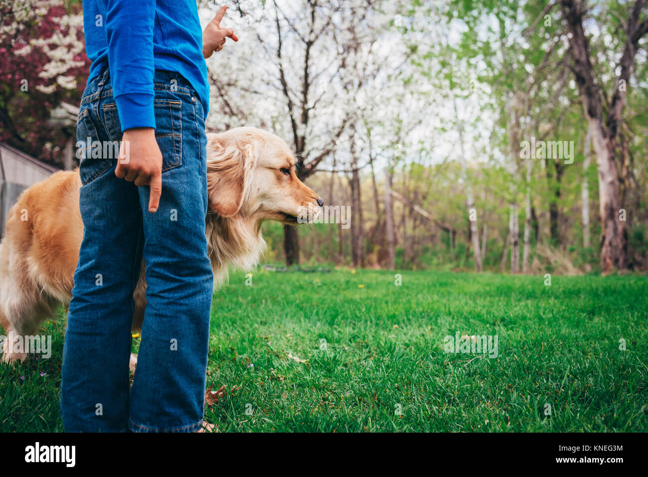Boy standing in the garden with his golden retriever dog Stock Photo ...