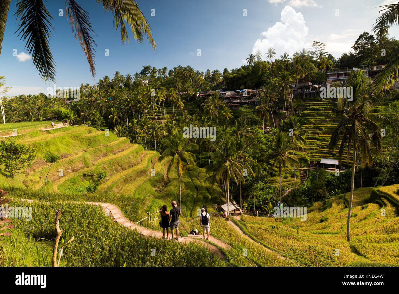 Rice Terraces, Ubud, Bali, Indonesia Stock Photo - Alamy