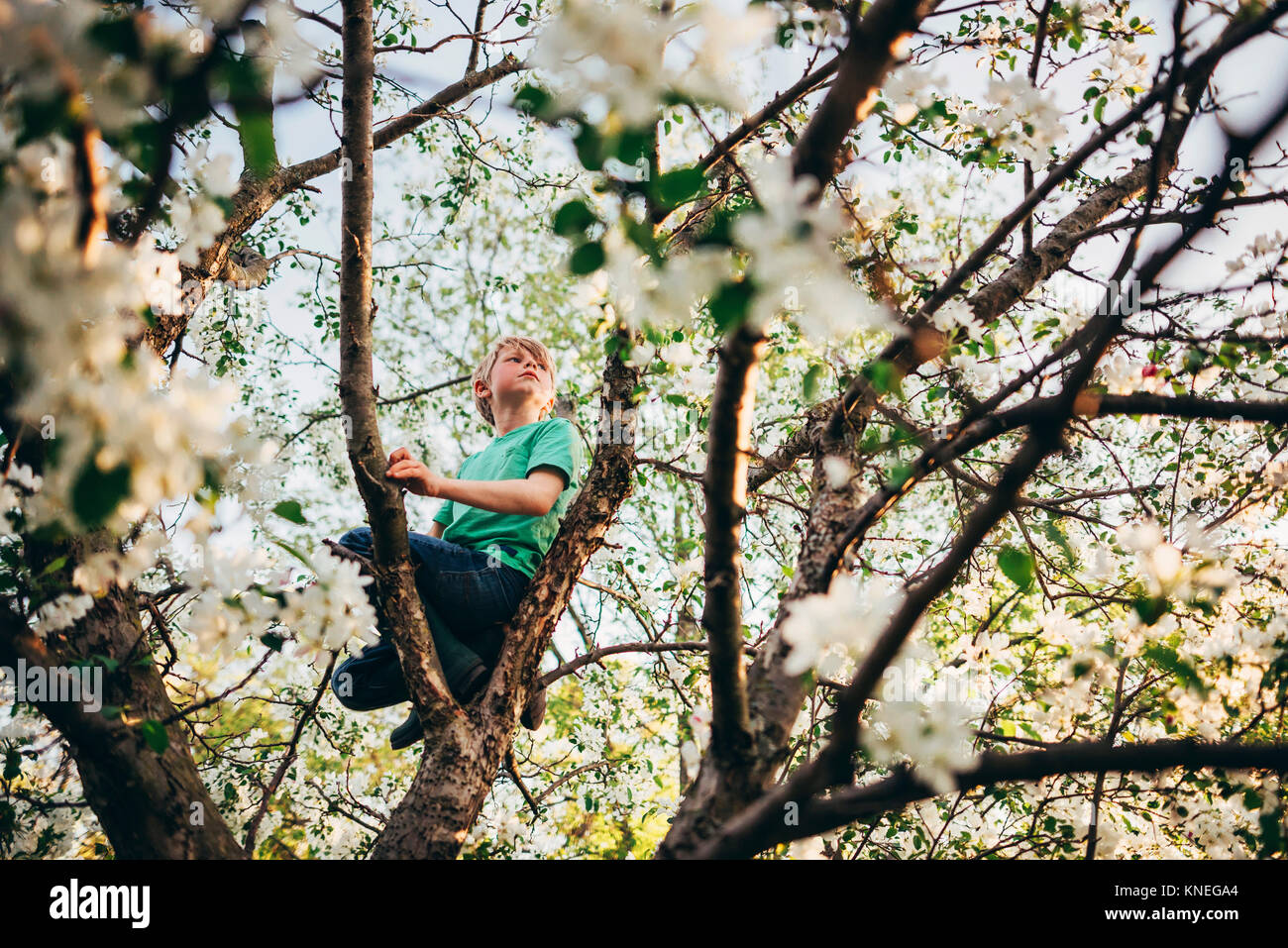 Boy climbing an apple tree Stock Photo - Alamy