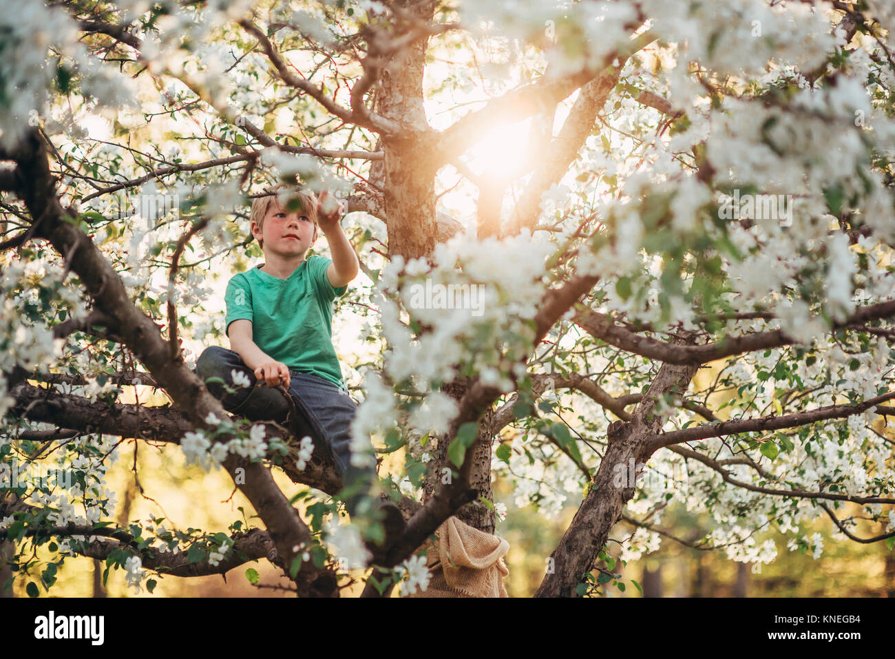 Boy climbing an apple tree Stock Photo - Alamy