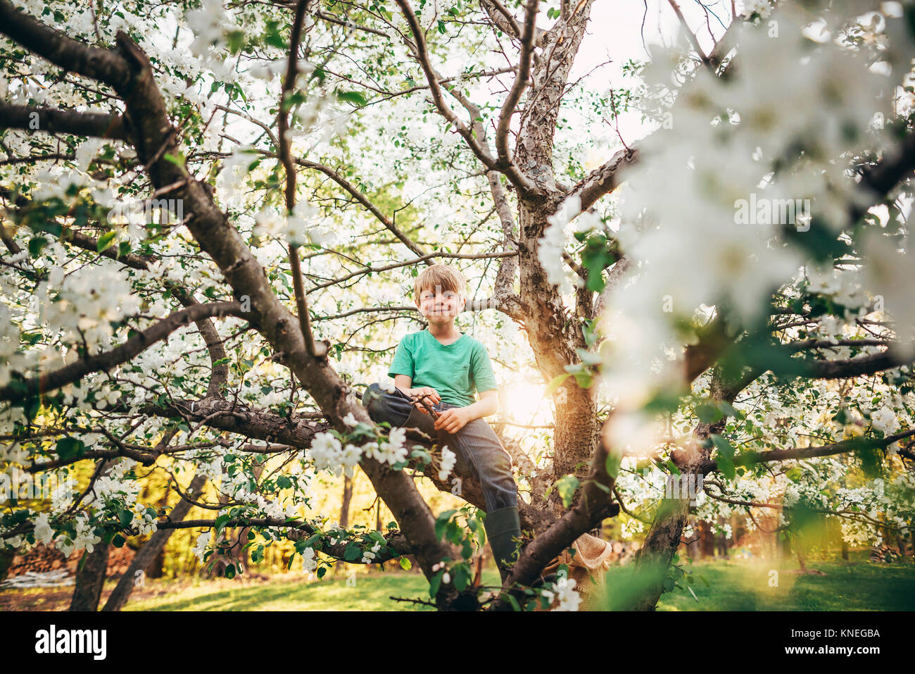 Boy climbing an apple tree Stock Photo - Alamy