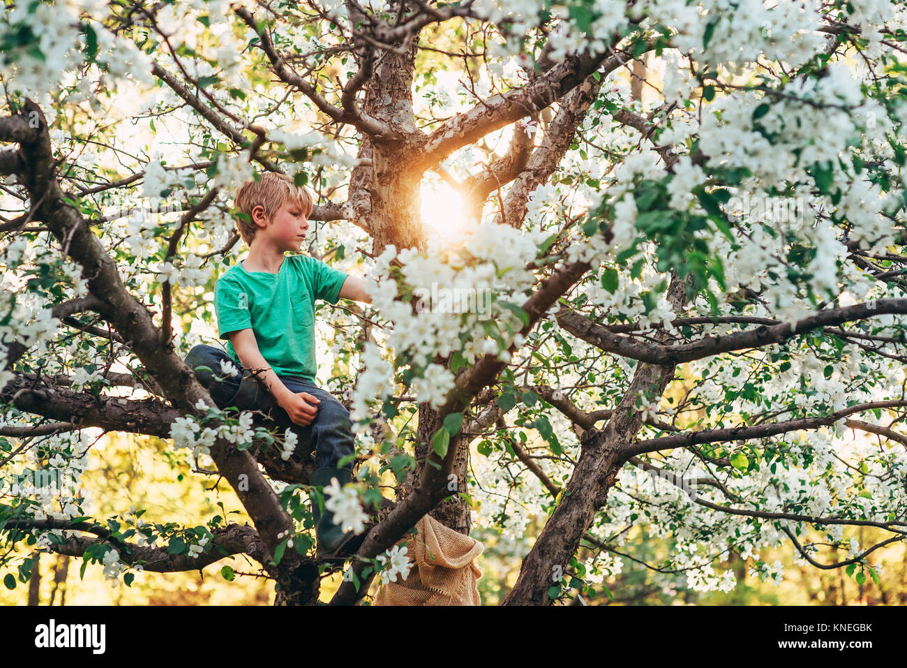 Boy climbing an apple tree Stock Photo - Alamy