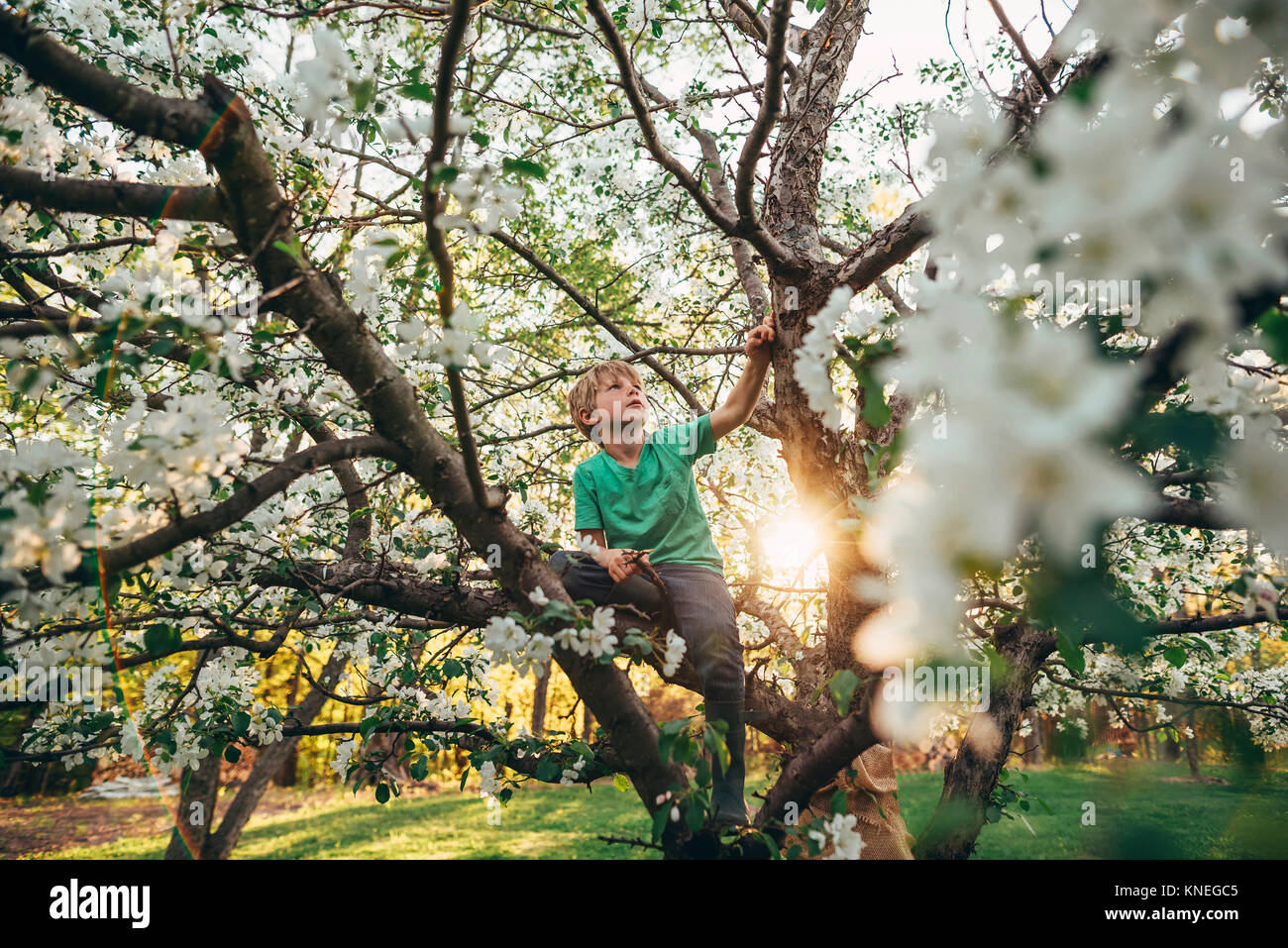 Boy climbing an apple tree Stock Photo - Alamy