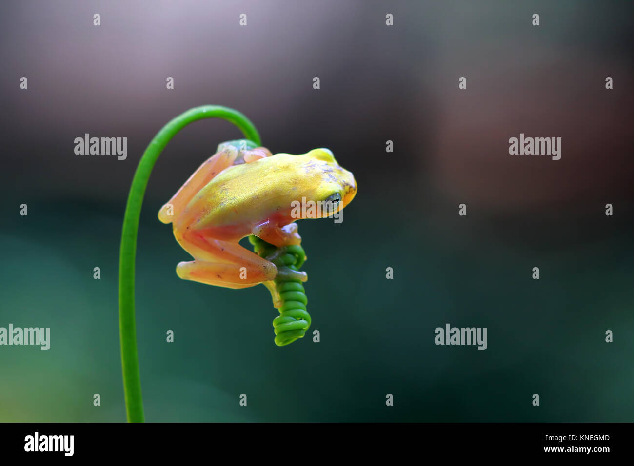 Tree frog (Philautus vittiger) on a plant Stock Photo - Alamy