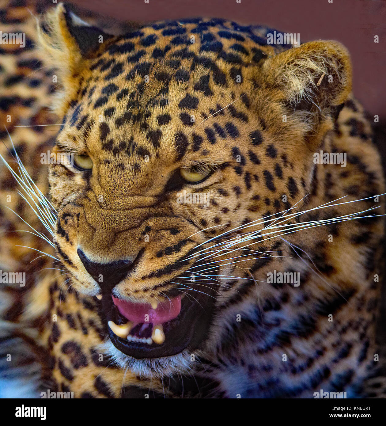 Snarling Leopard Stock