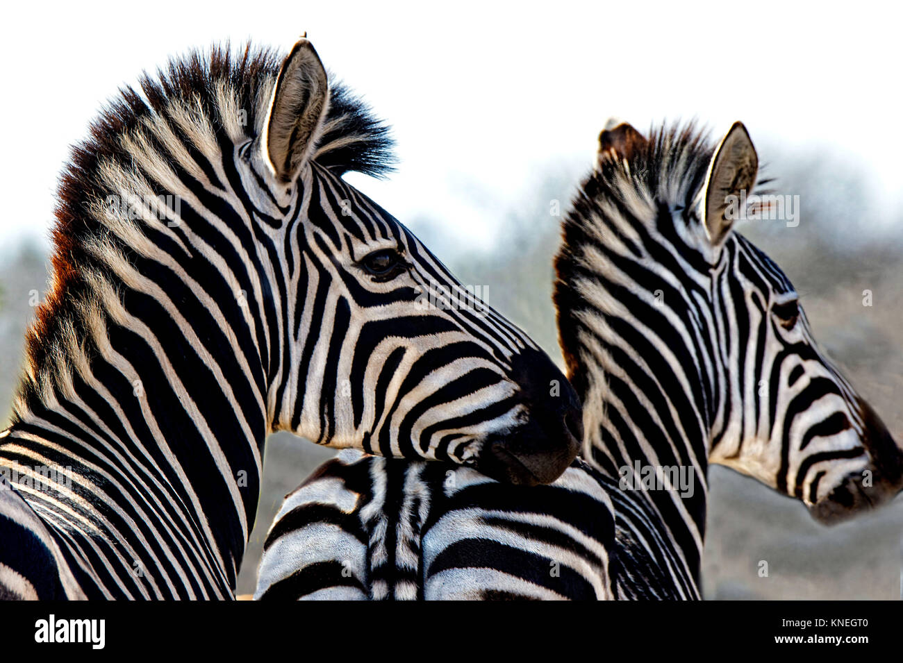 Female zebra with her zebra foal, Mpumalanga, South Africa Stock Photo ...