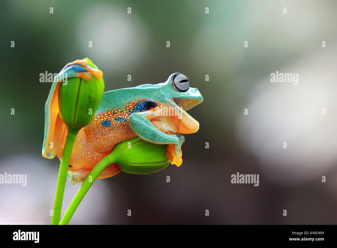 Javan tree frog on a flower, Indonesia Stock Photo - Alamy