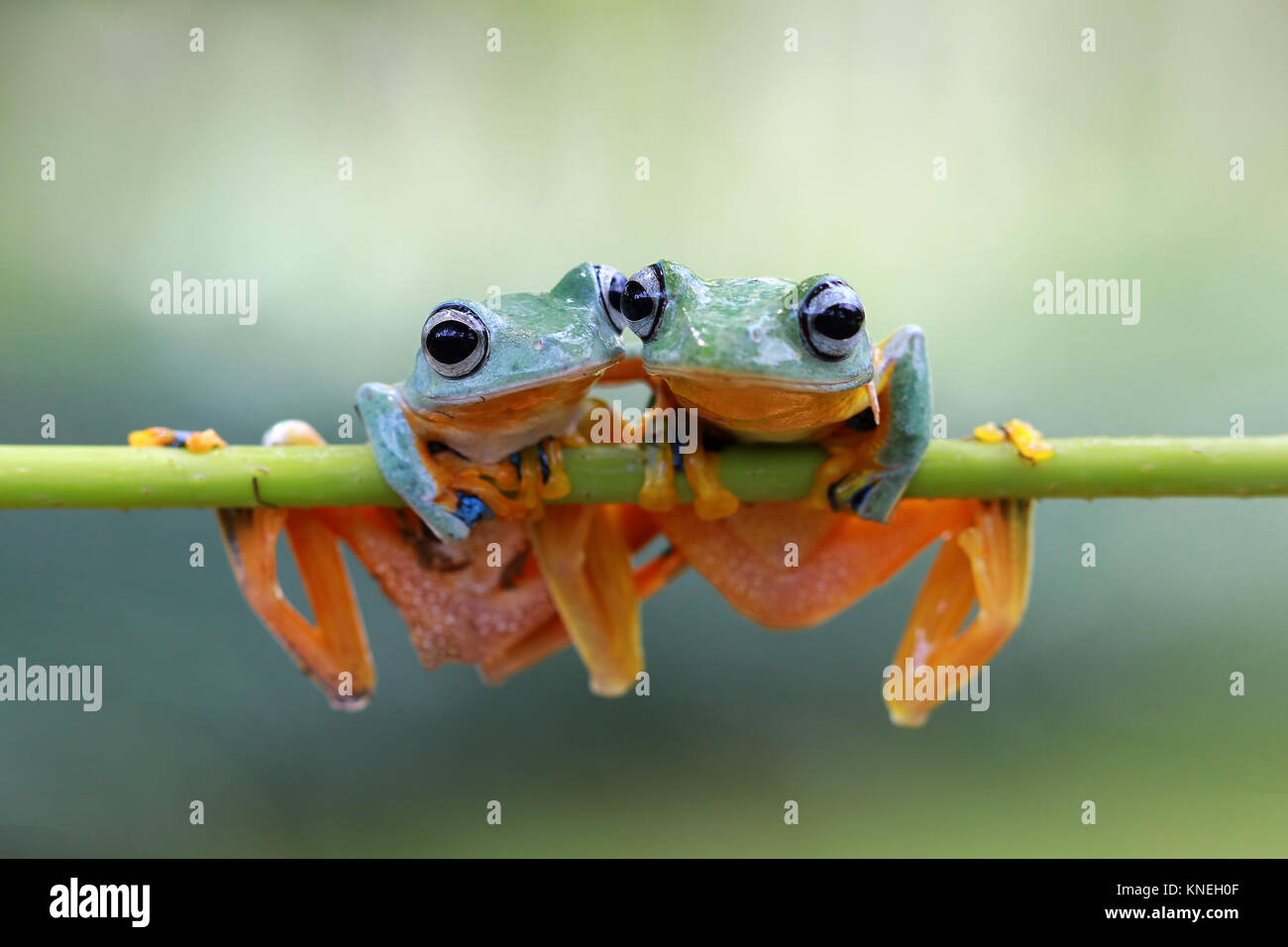 Two Javan tree frogs on a plant, Indonesia Stock Photo - Alamy