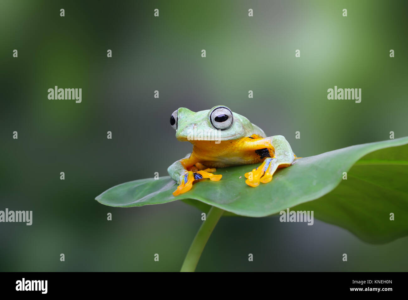 Javan tree frog on a leaf, Indonesia Stock Photo - Alamy