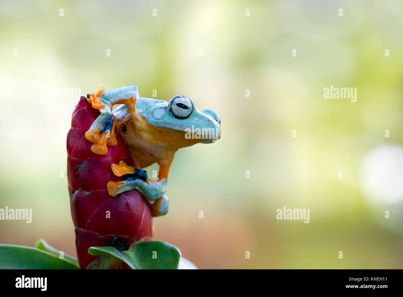 Javan tree frog on a flower, Indonesia Stock Photo - Alamy