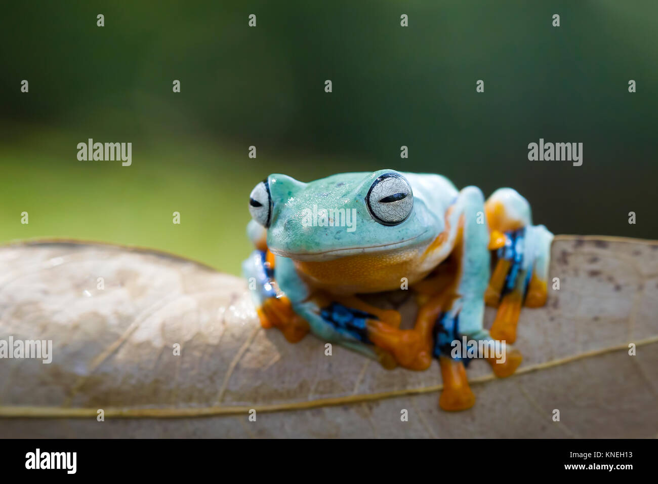 Javan tree frog on a leaf, Indonesia Stock Photo - Alamy