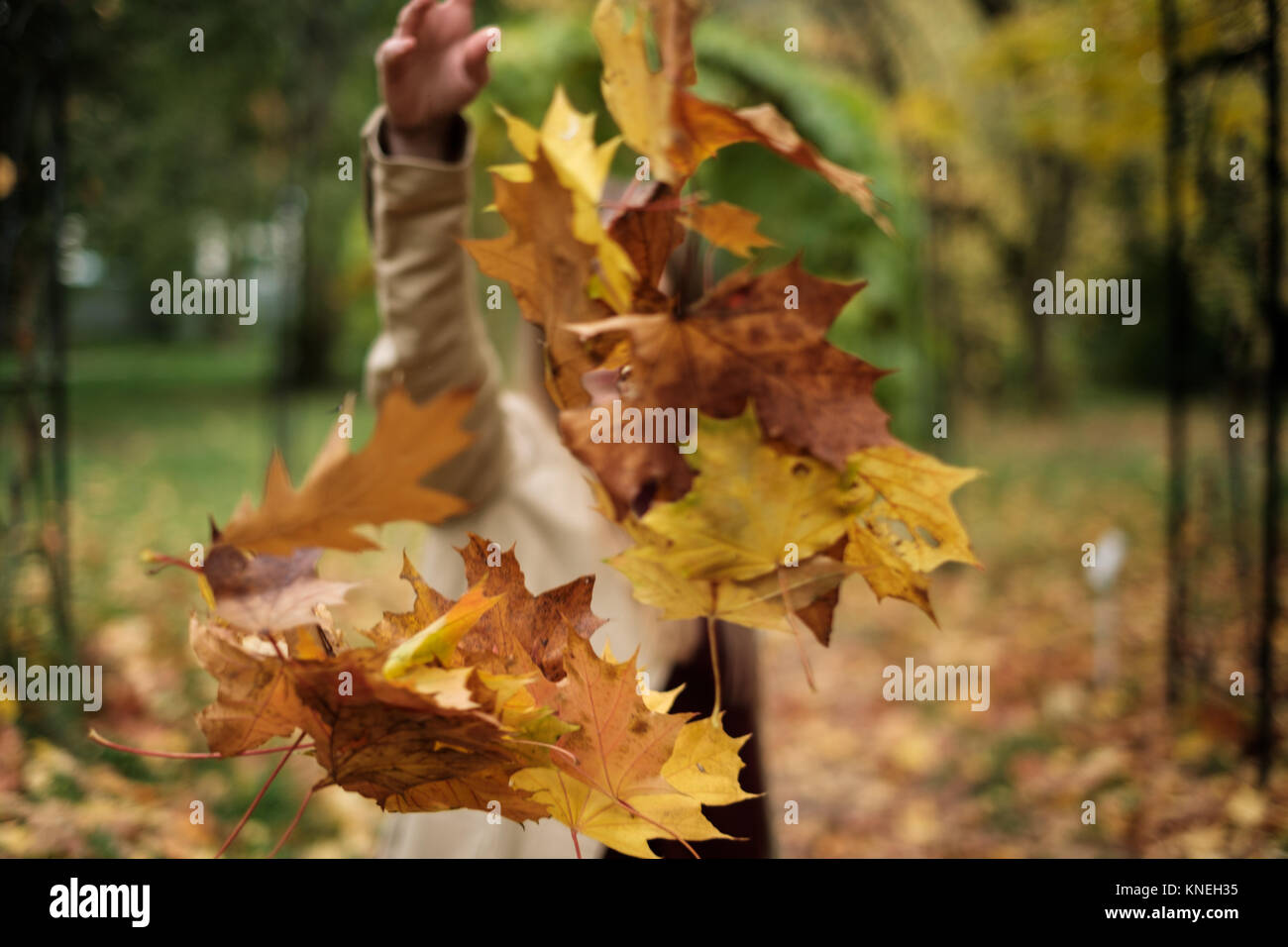 Woman throwing autumn leaves in the air Stock Photo - Alamy
