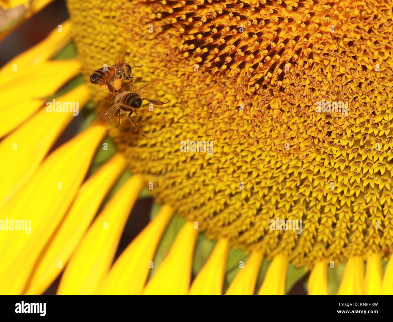 No bees hi-res stock photography and images - Alamy