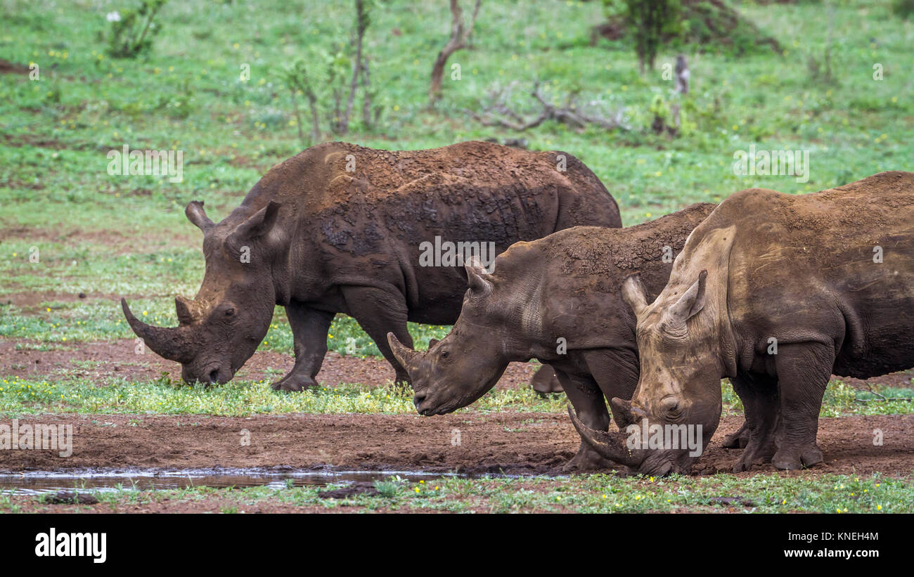 Southern white rhinoceros in Kruger national park, South Africa ...