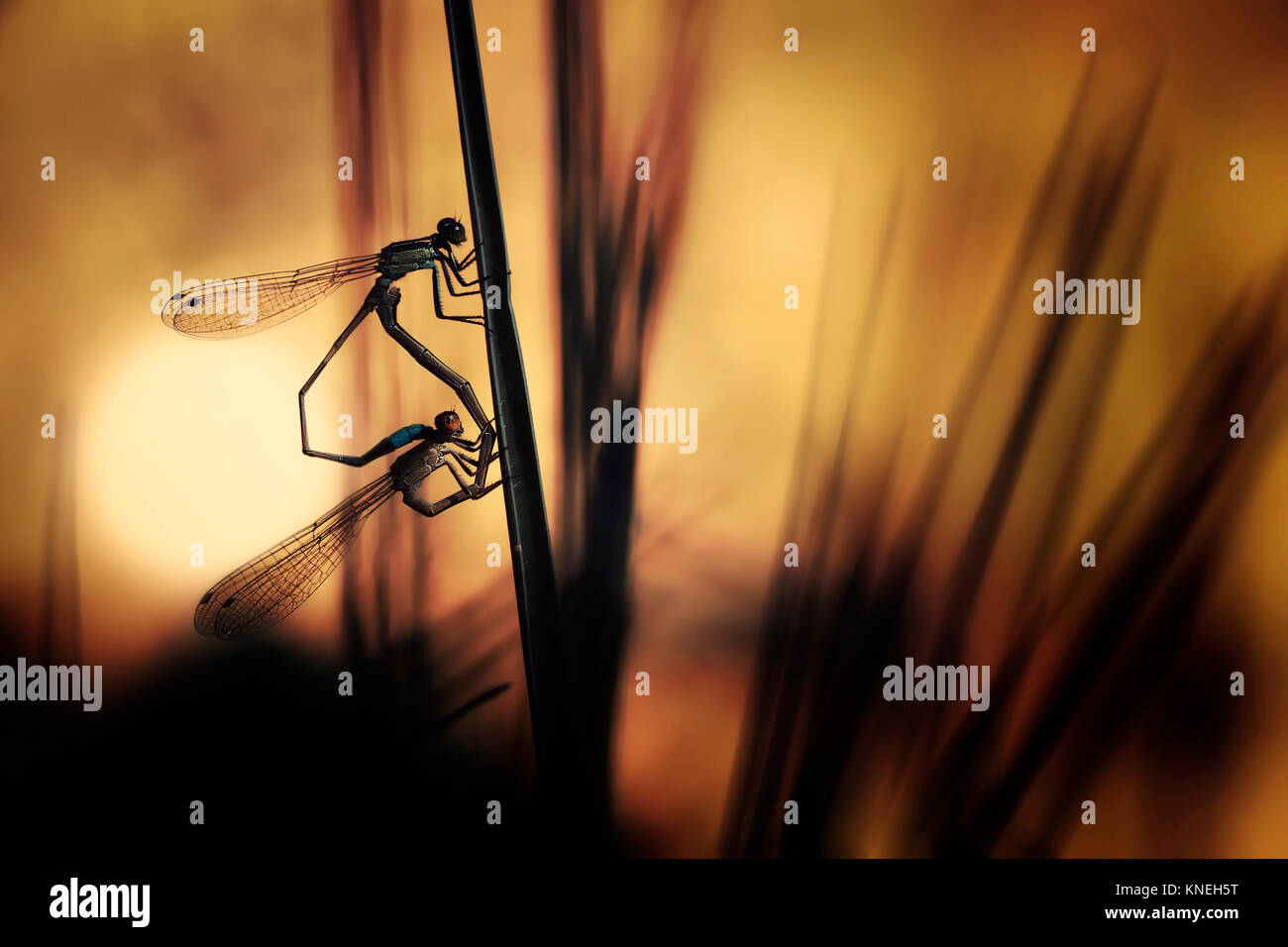 Animals mating hi-res stock photography and images - Alamy