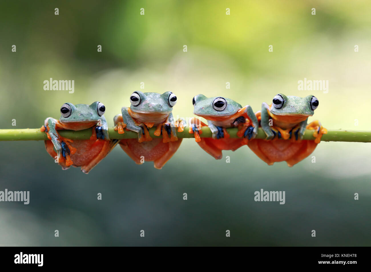 Four Javan tree frogs sitting on a plant, Indonesia Stock Photo - Alamy