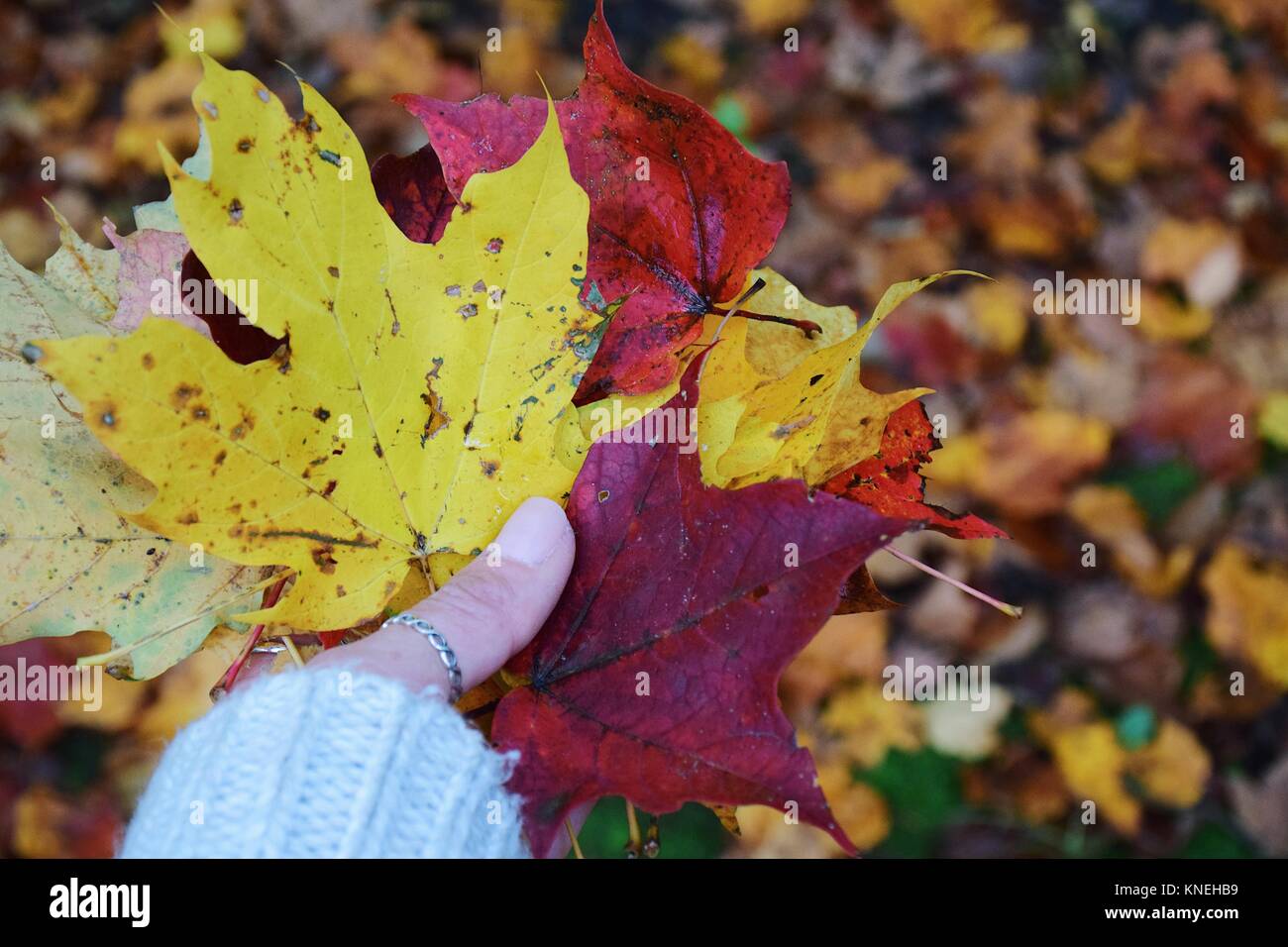 Woman's hand holding autumn leaves Stock Photo - Alamy