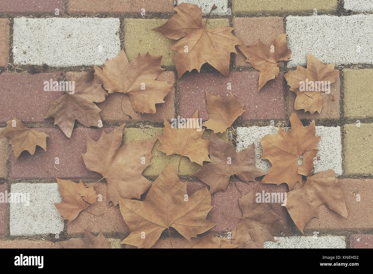 Autumn leaves on the pavement Stock Photo - Alamy