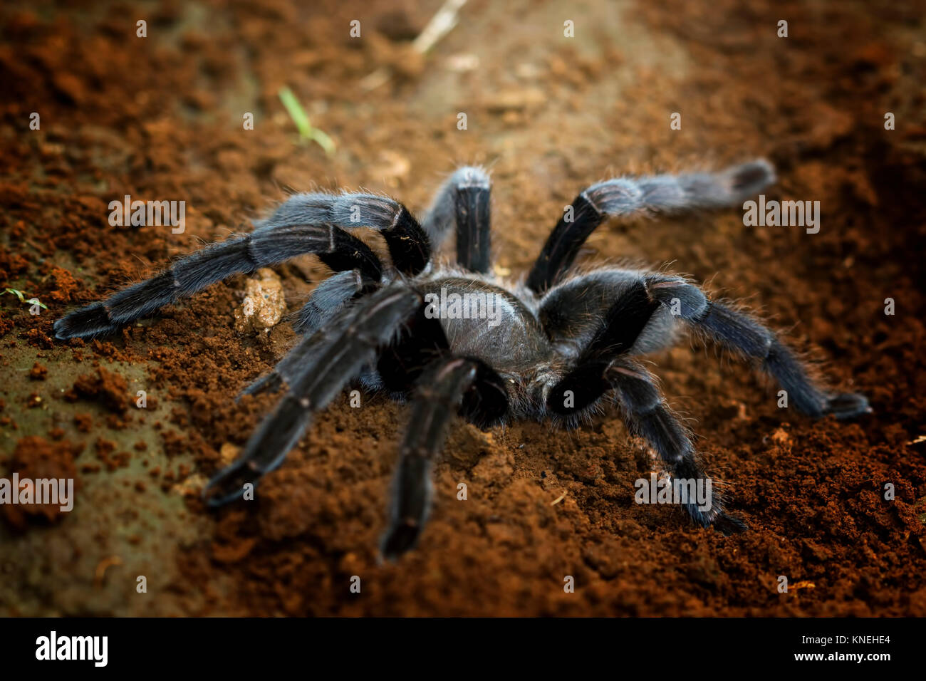 Indonesia spider hi-res stock photography and images - Alamy