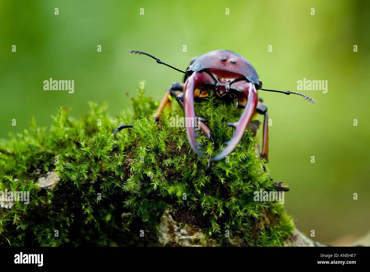 Beetle up close hi-res stock photography and images - Alamy