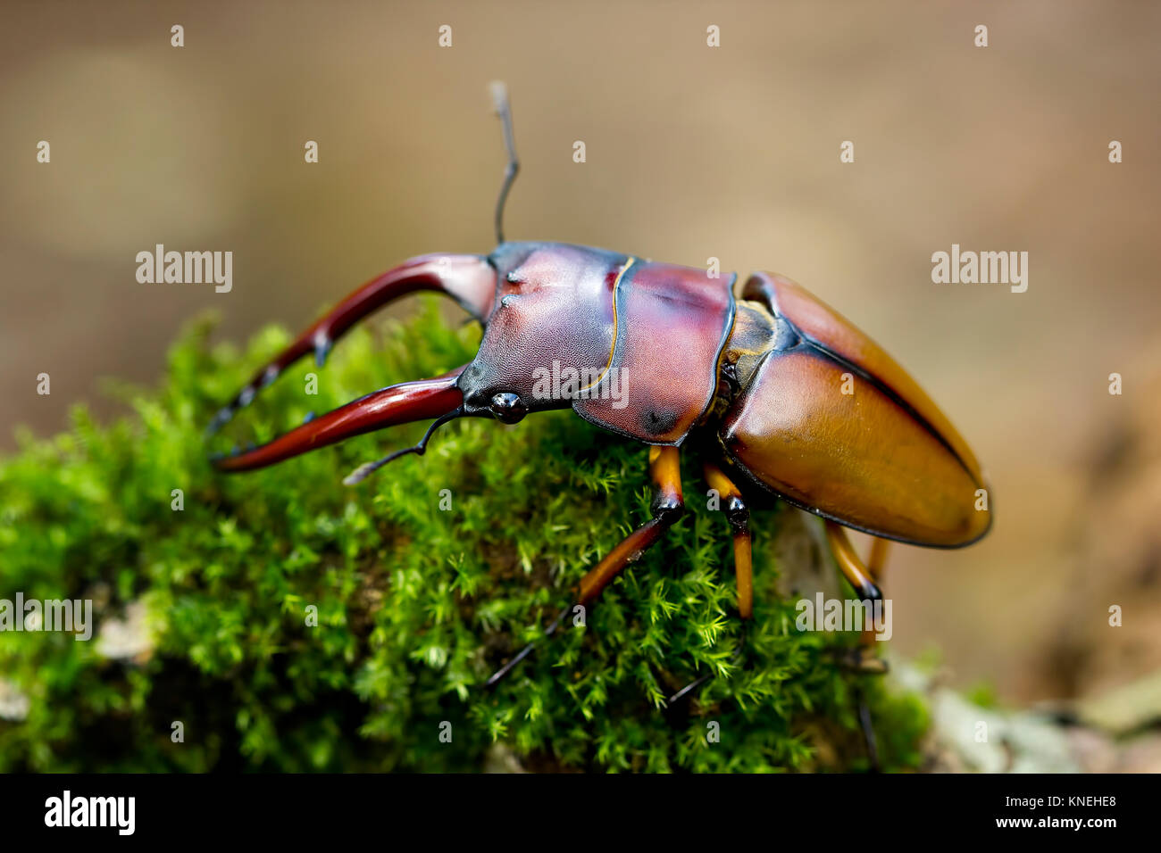 Beetle in rock hi-res stock photography and images - Alamy