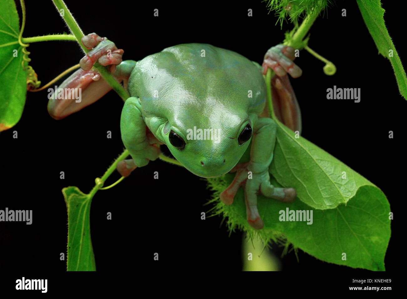 Dumpy tree frog on a plant, Indonesia Stock Photo - Alamy